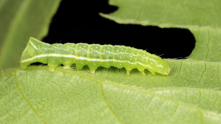 Copper Underwing Moth– Identification, Life Cycle, Facts & Pictures