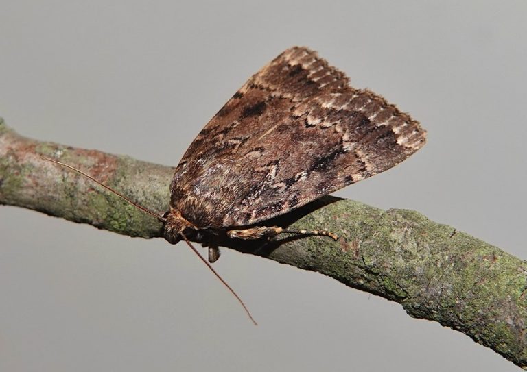 Copper Underwing Moth– Identification, Life Cycle, Facts & Pictures