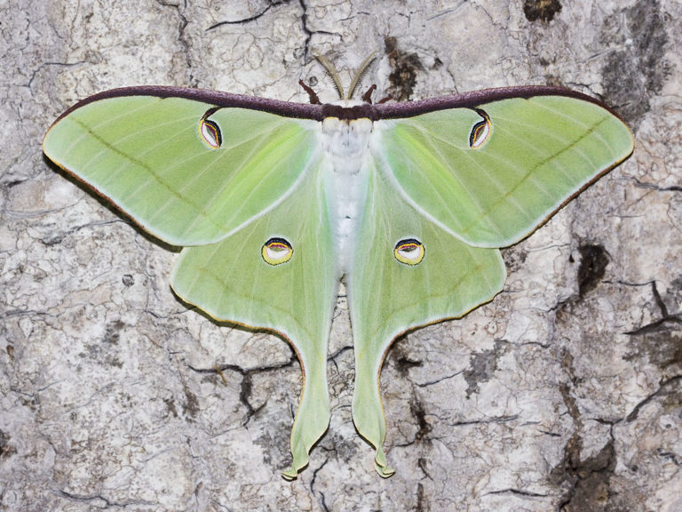 Luna Moth– Identification, Life Cycle, Facts & Pictures