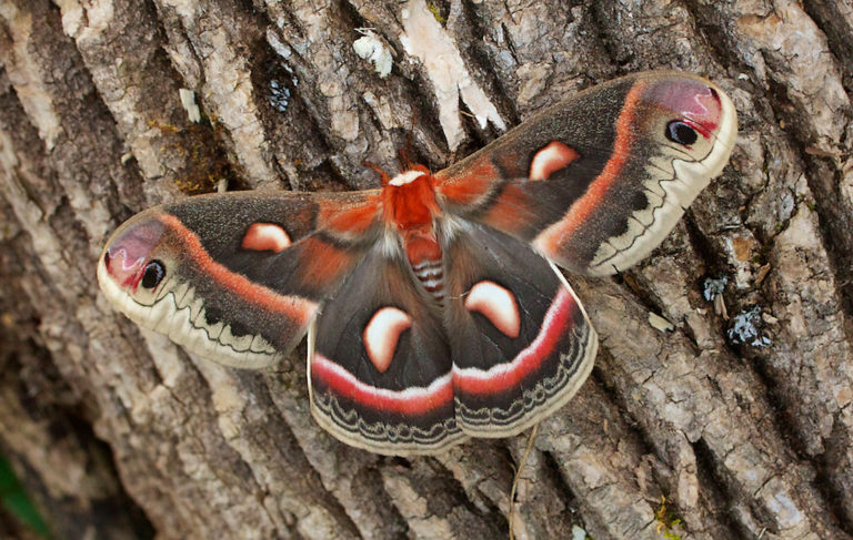 Cecropia Moth– Identification, Life Cycle, Facts & Pictures