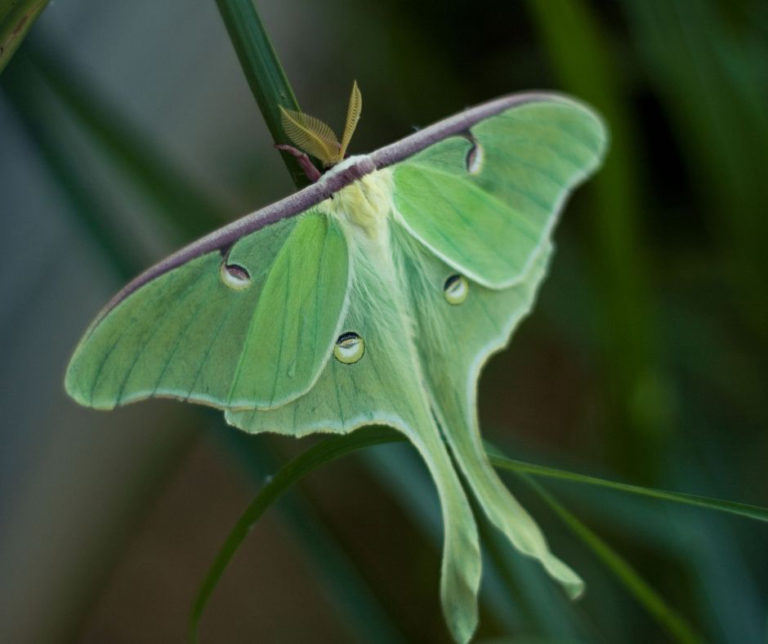 Luna Moth– Identification, Life Cycle, Facts & Pictures