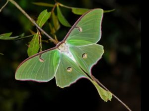 Luna Moth– Identification, Life Cycle, Facts & Pictures