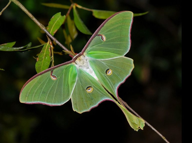 Luna Moth– Identification, Life Cycle, Facts & Pictures