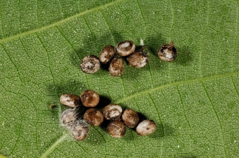 Luna Moth– Identification, Life Cycle, Facts & Pictures