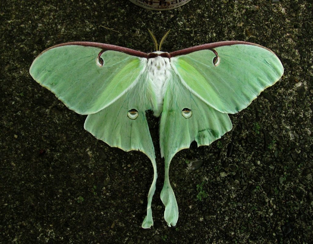 Luna Moth– Identification, Life Cycle, Facts & Pictures