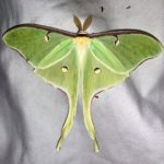 Luna Moth– Identification, Life Cycle, Facts & Pictures