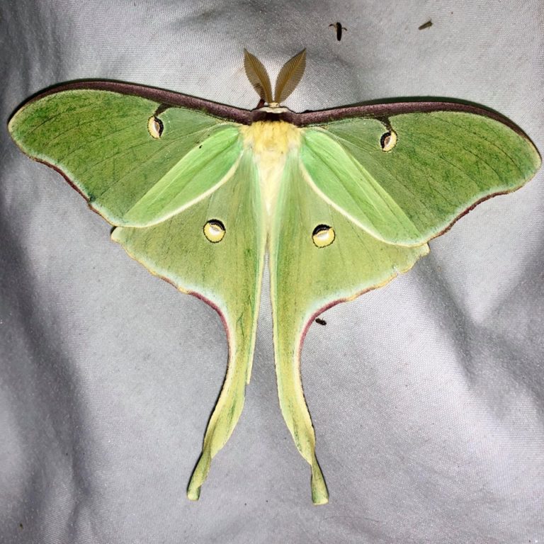 Luna Moth– Identification, Life Cycle, Facts & Pictures