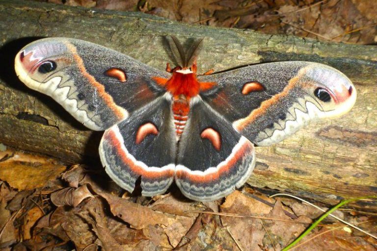 Cecropia Moth– Identification, Life Cycle, Facts & Pictures
