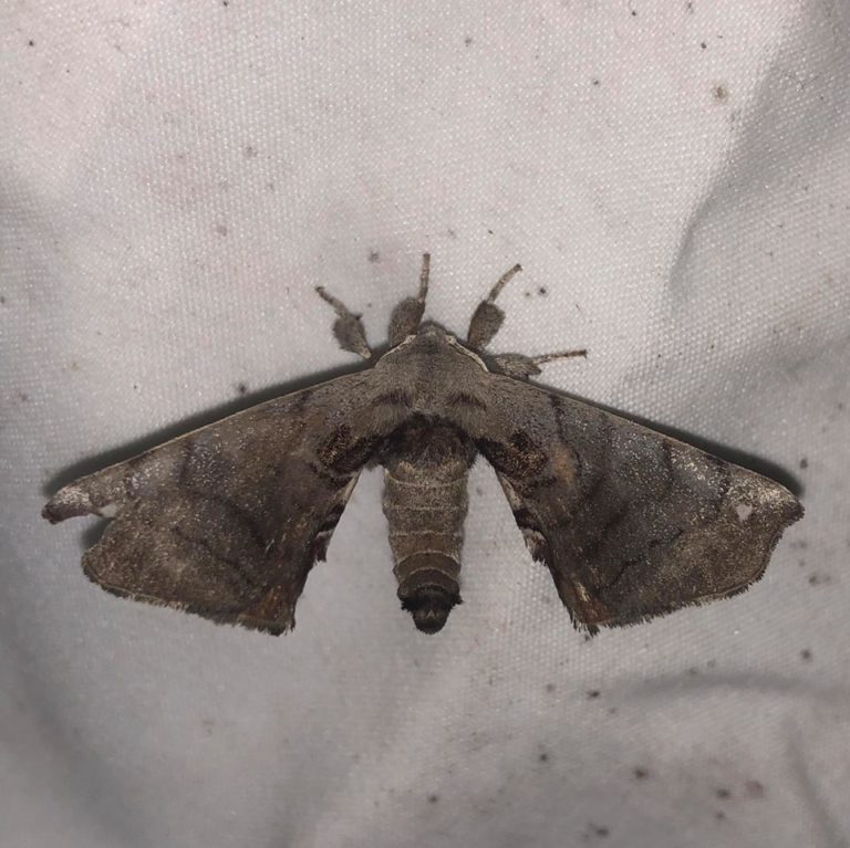 Spotted Apatelodes – Identification, Life Cycle, Facts & Pictures