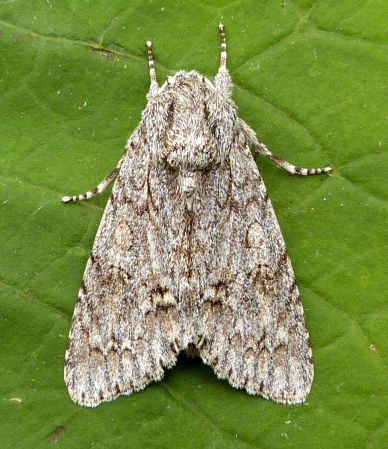 Sycamore Moth– Identification, Life Cycle, Facts & Pictures