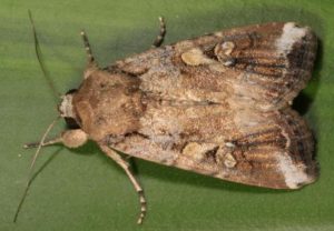 Fall Armyworm Moth– Identification, Life Cycle, Facts & Pictures