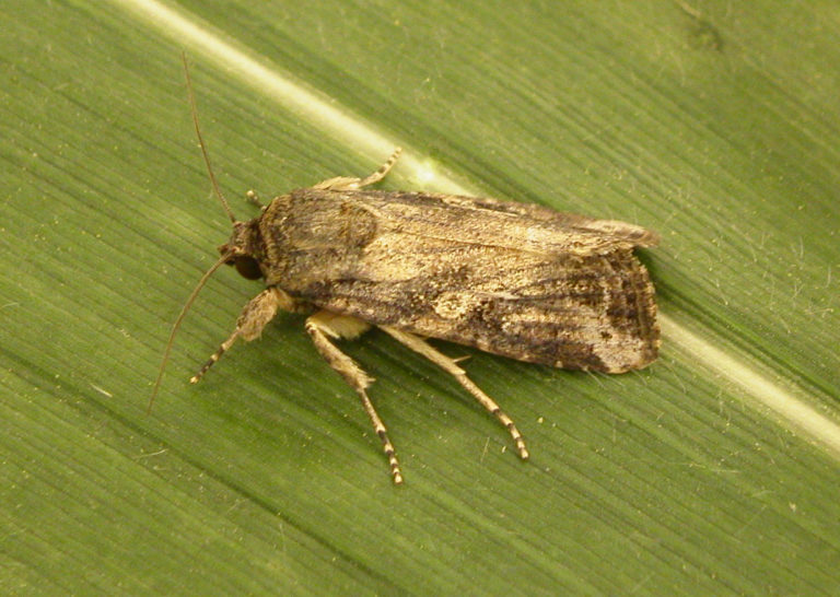 Fall Armyworm Moth– Identification, Life Cycle, Facts & Pictures