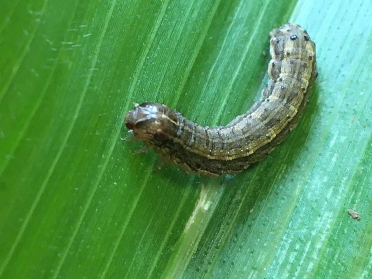 Fall Armyworm Moth– Identification, Life Cycle, Facts & Pictures