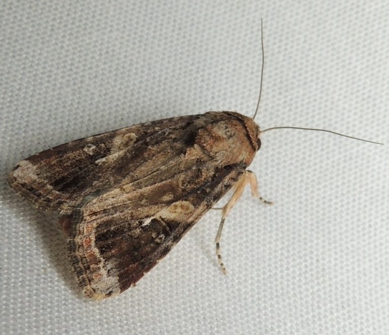 Fall Armyworm Moth– Identification, Life Cycle, Facts & Pictures