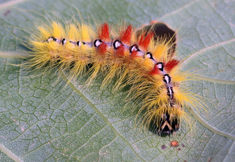 Sycamore Moth– Identification, Life Cycle, Facts & Pictures