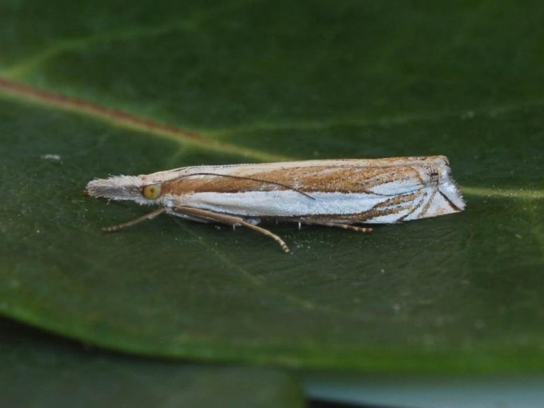 Sod Webworm Moth – Identification, Life Cycle, Facts & Pictures