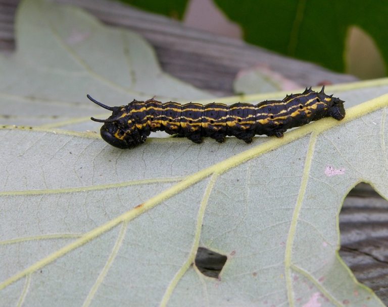 Oakworm Moth – Identification, Life Cycle, Facts & Pictures