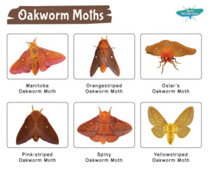 Saturniid moths – Identification, Life Cycle, Facts & Pictures