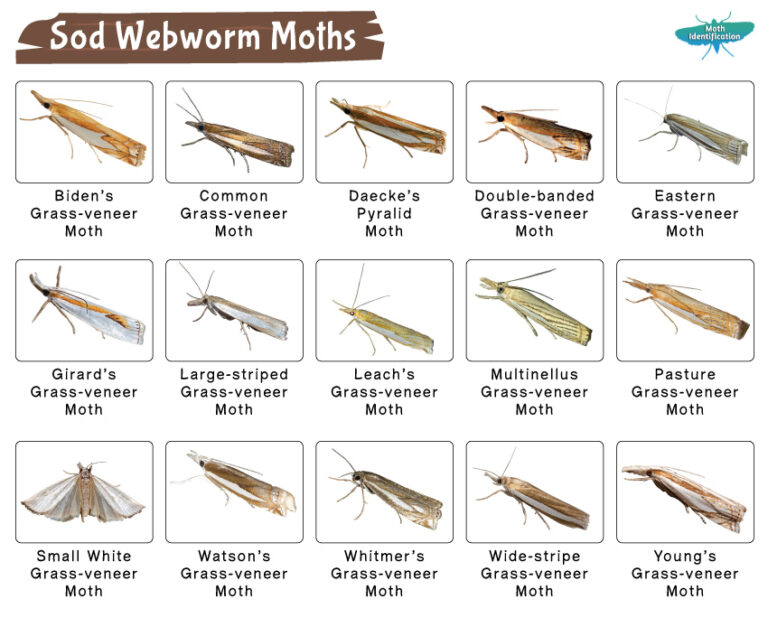 Moth Identification | Types, Facts & Pictures