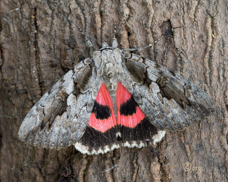 Underwing Moth – Identification, Life Cycle, Facts & Pictures