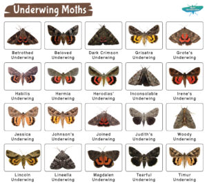 Underwing Moth – Identification, Life Cycle, Facts & Pictures