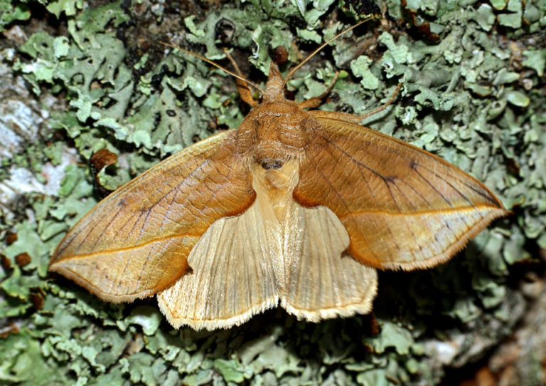 Vampire Moth – Identification, Life Cycle, Facts & Pictures