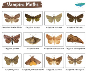 Vampire Moth – Identification, Life Cycle, Facts & Pictures