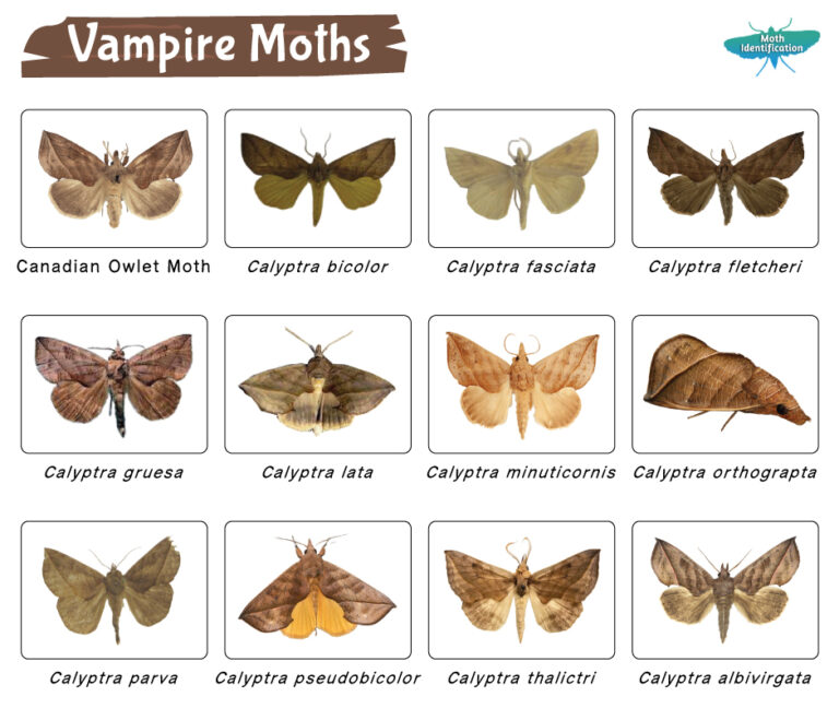 Vampire Moth – Identification, Life Cycle, Facts & Pictures